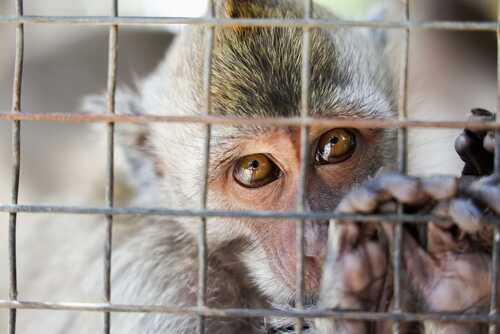 Mother, Pastor Shoot Escaped Research Monkeys | Just Patriots